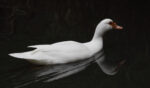 8 Gorgeous White Duck Breeds - Farmhouse Guide