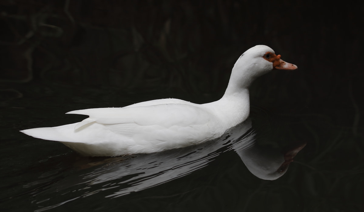 8 Gorgeous White Duck Breeds - Farmhouse Guide
