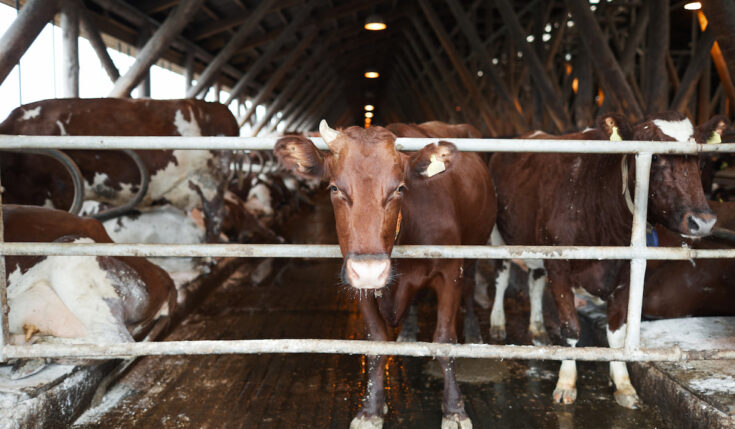 Do Cows Like Music? Here's What We Know - Farmhouse Guide