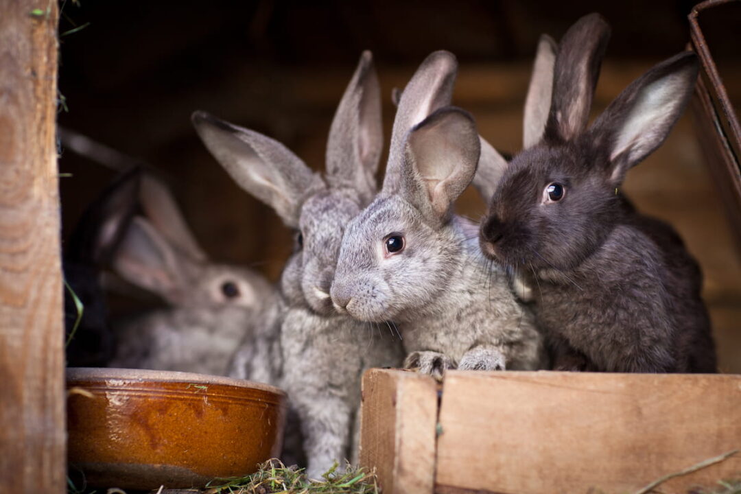 Ultimate Guide To Raising Rabbits For Meat - Farmhouse Guide