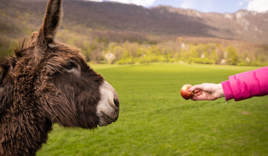 Can Donkeys Eat Apples? - Farmhouse Guide