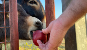 Can Donkeys Eat Apples? - Farmhouse Guide