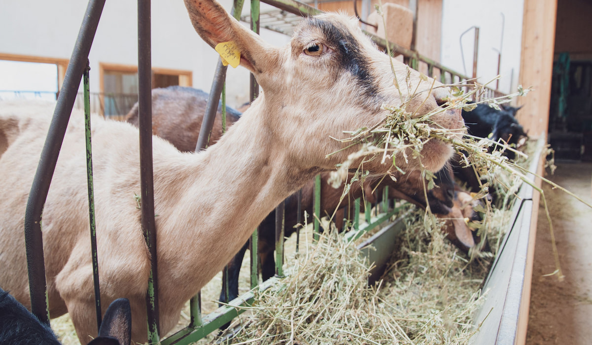 Can Male Goats Eat Grain? - Farmhouse Guide