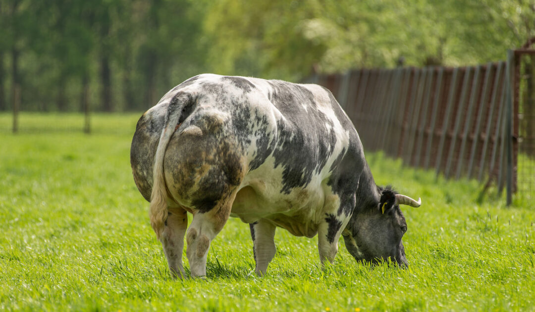 Rare Cattle Breeds - Farmhouse Guide