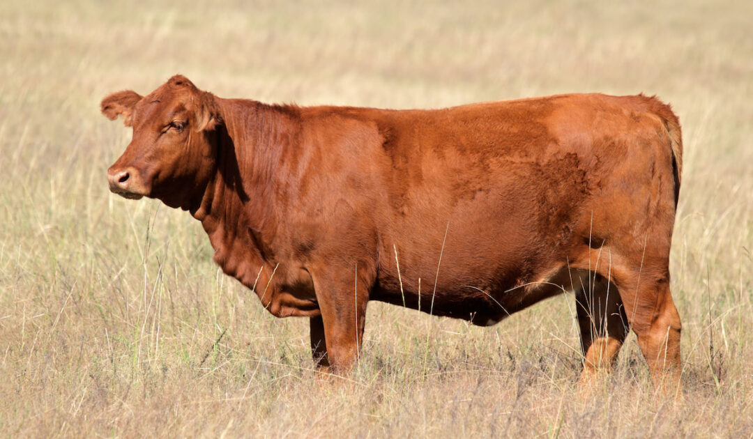 Cow Breeds (Ultimate Guide) - Farmhouse Guide