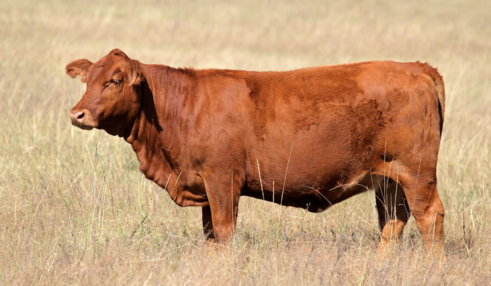 Scottish Cattle Breeds - Farmhouse Guide