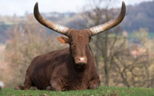 African Cattle Breeds - Farmhouse Guide