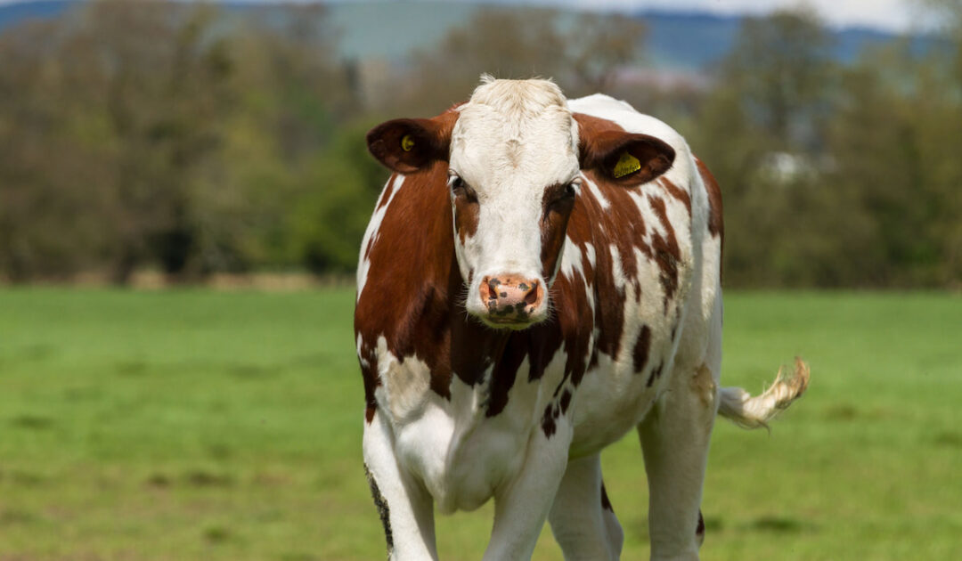 British Breeds of Cattle - Farmhouse Guide