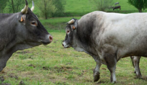 Largest Breeds of Cows - Farmhouse Guide