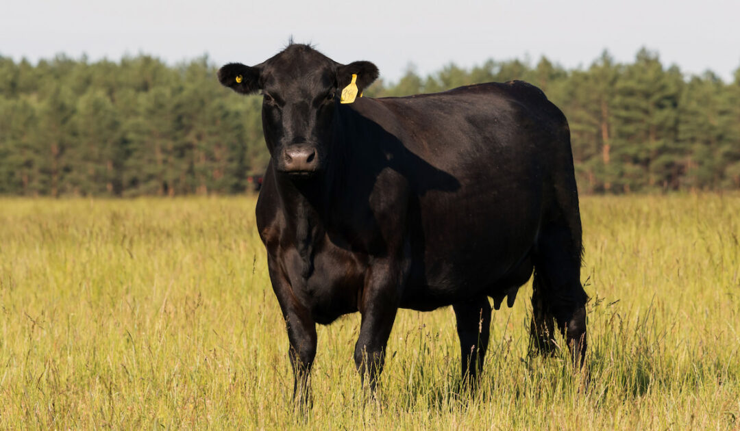 Cow Breeds (Ultimate Guide) - Farmhouse Guide