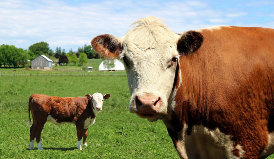 Cow Breeds (Ultimate Guide) - Farmhouse Guide