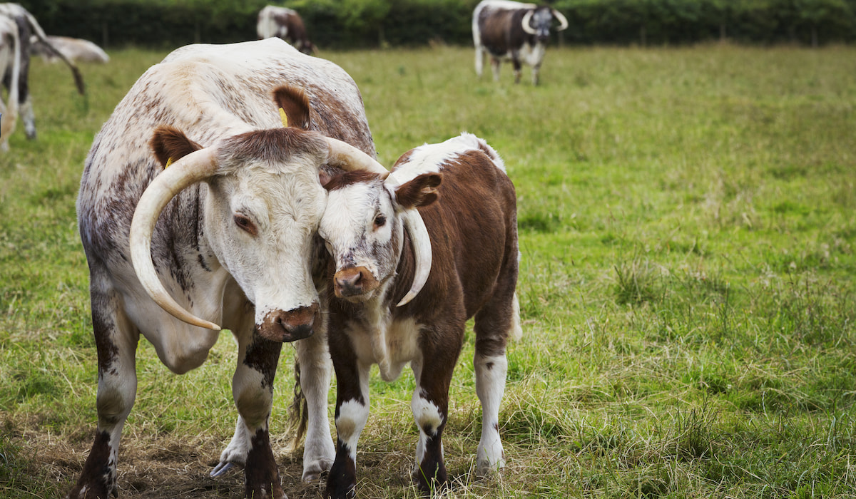 British Breeds of Cattle - Farmhouse Guide