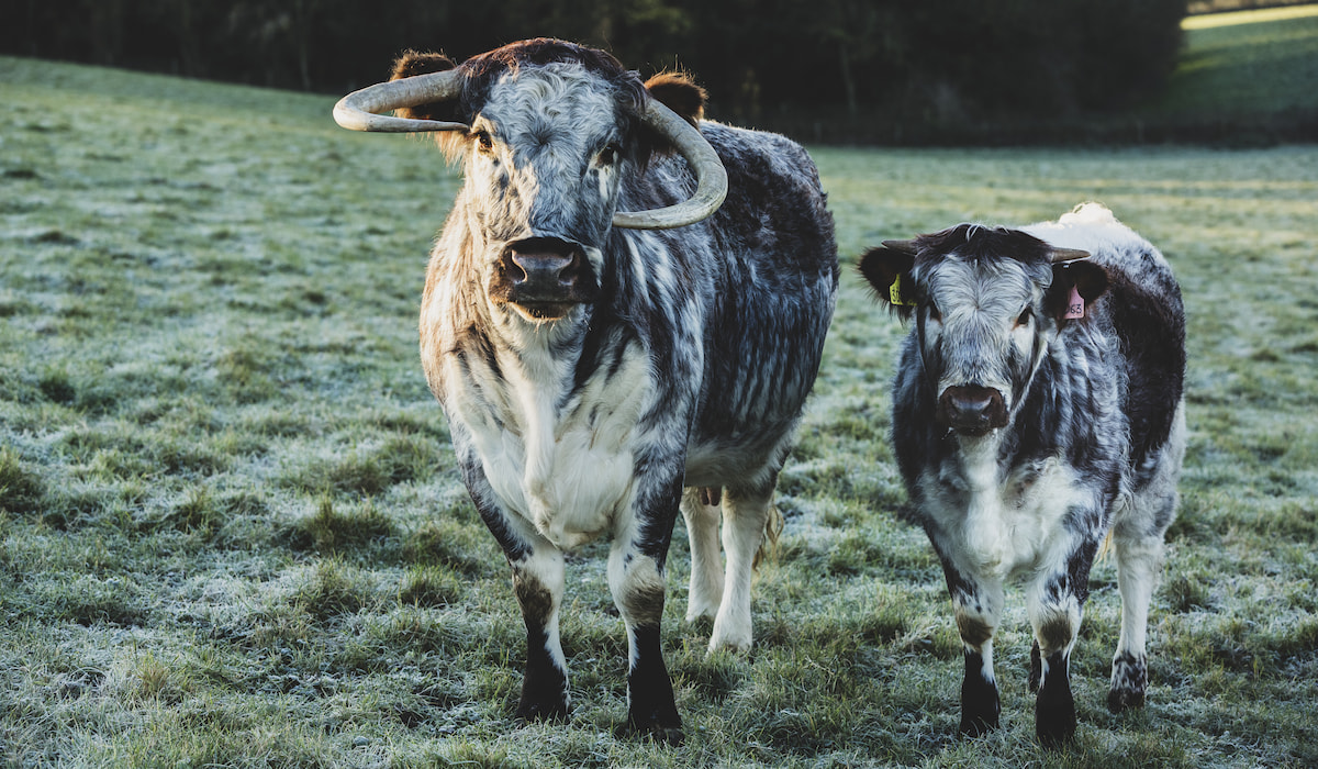 Long-Horned Cattle Breeds - Farmhouse Guide