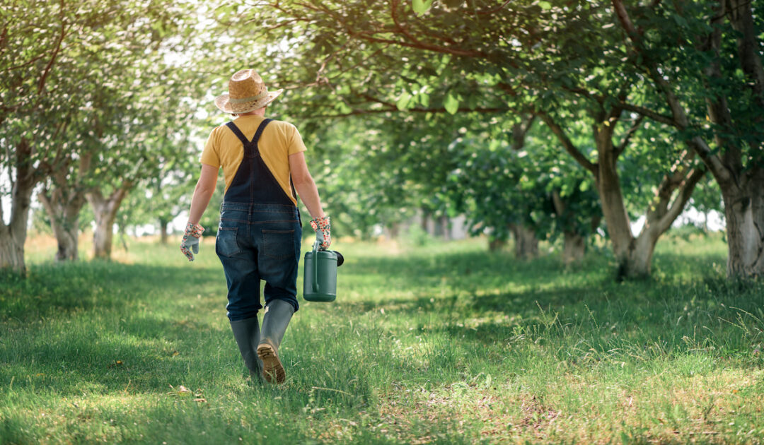 5 Types of Orchards - Farmhouse Guide
