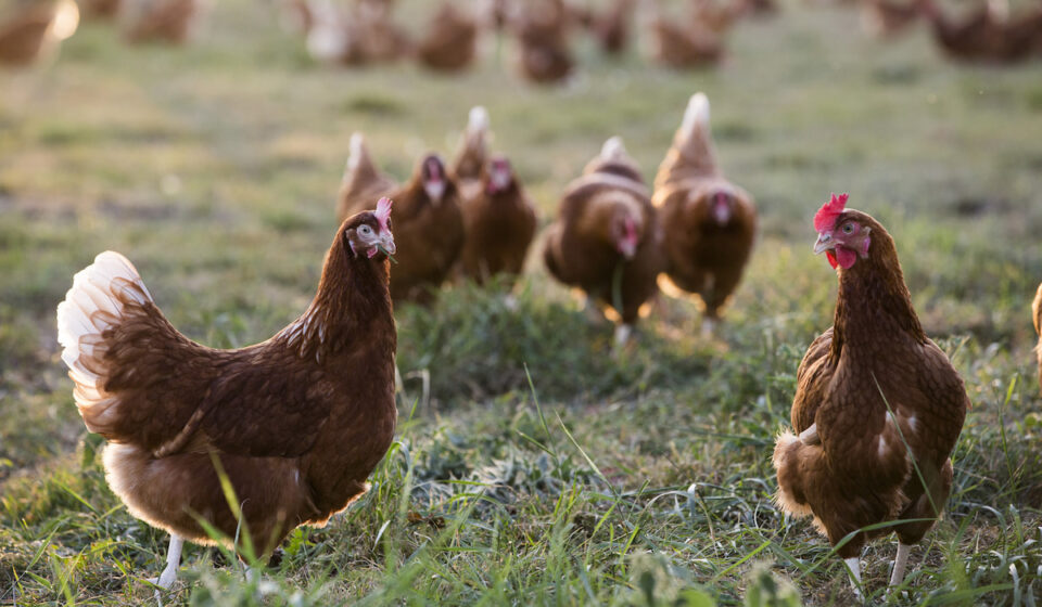 20 Types of Farm Animals - Farmhouse Guide