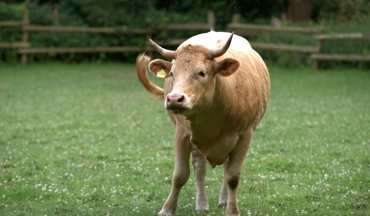 Largest Breeds of Cows - Farmhouse Guide