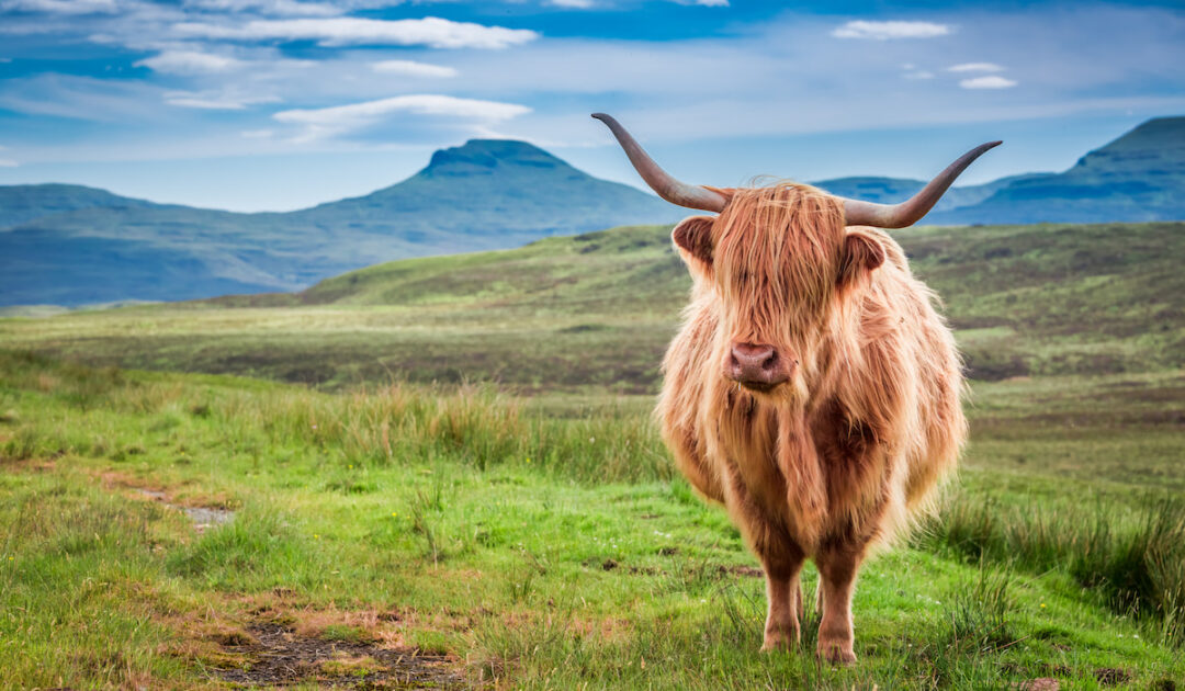 Rare Cattle Breeds - Farmhouse Guide