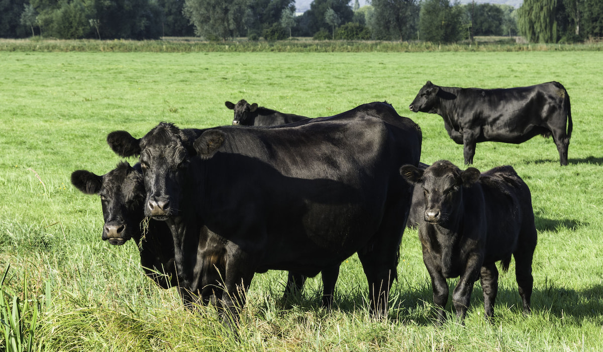 British Breeds of Cattle - Farmhouse Guide