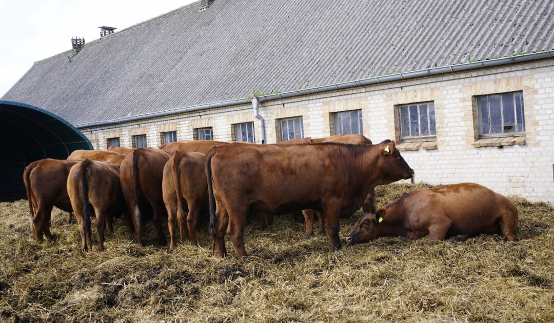 Largest Breeds of Cows - Farmhouse Guide