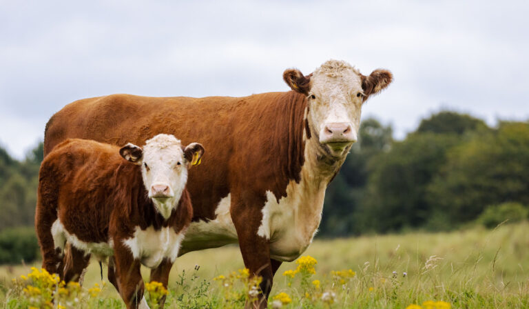 British Breeds of Cattle - Farmhouse Guide
