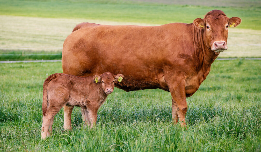 Cow Breeds (Ultimate Guide) - Farmhouse Guide