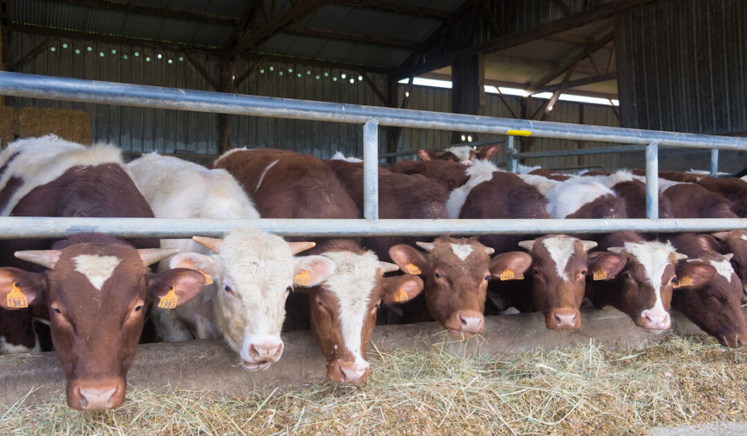 Largest Breeds of Cows - Farmhouse Guide