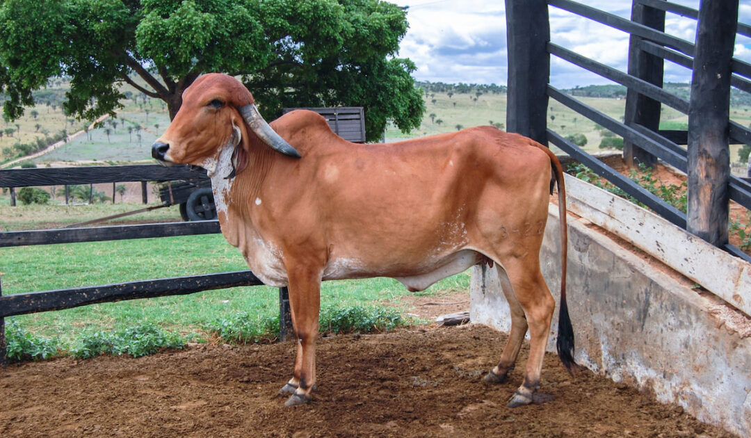 Cow Breeds (Ultimate Guide) - Farmhouse Guide