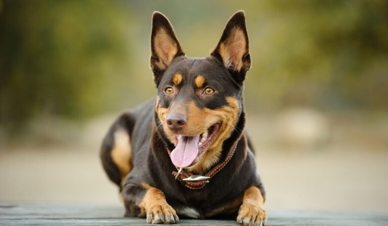19 Cattle Dog Breeds - Farmhouse Guide