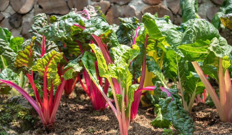 19 Food Crop Examples (With Pictures) - Farmhouse Guide