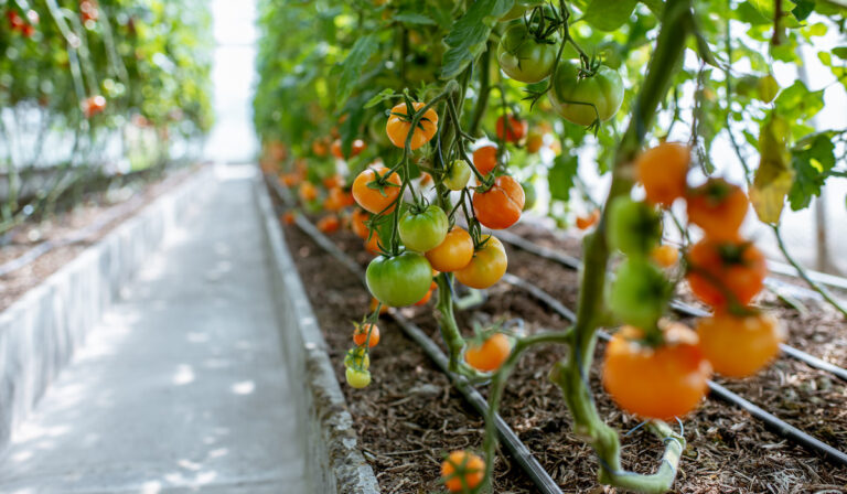 19 Food Crop Examples (With Pictures) - Farmhouse Guide