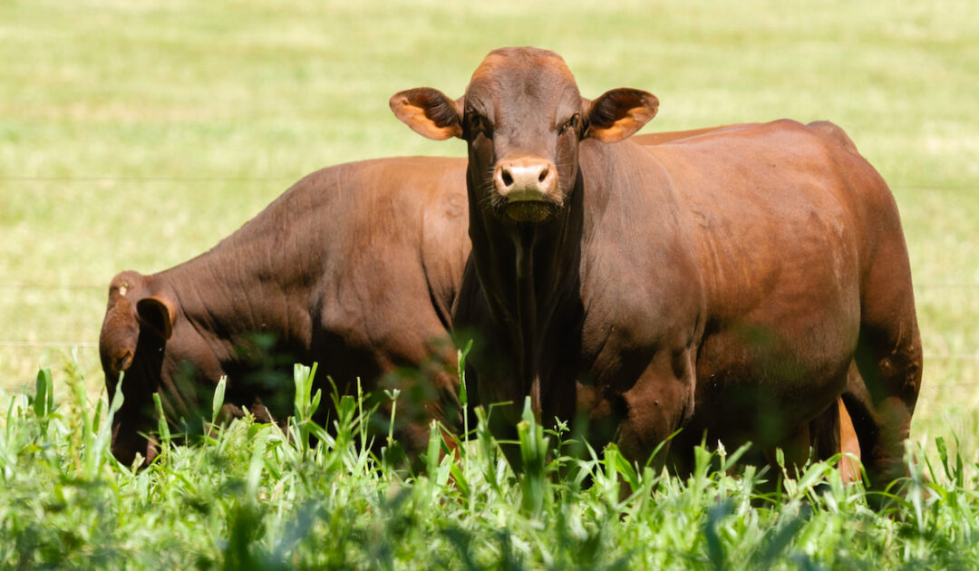 Cow Breeds (Ultimate Guide) - Farmhouse Guide