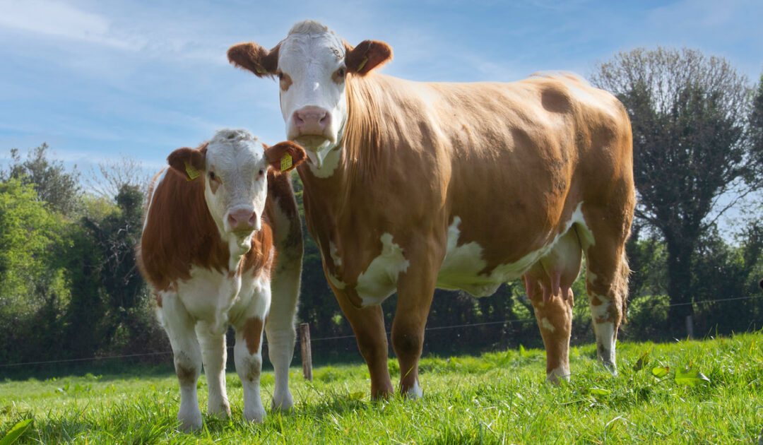 Cow Breeds (Ultimate Guide) - Farmhouse Guide