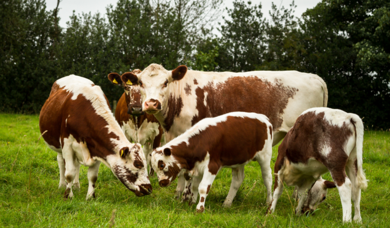 Rare Cattle Breeds - Farmhouse Guide