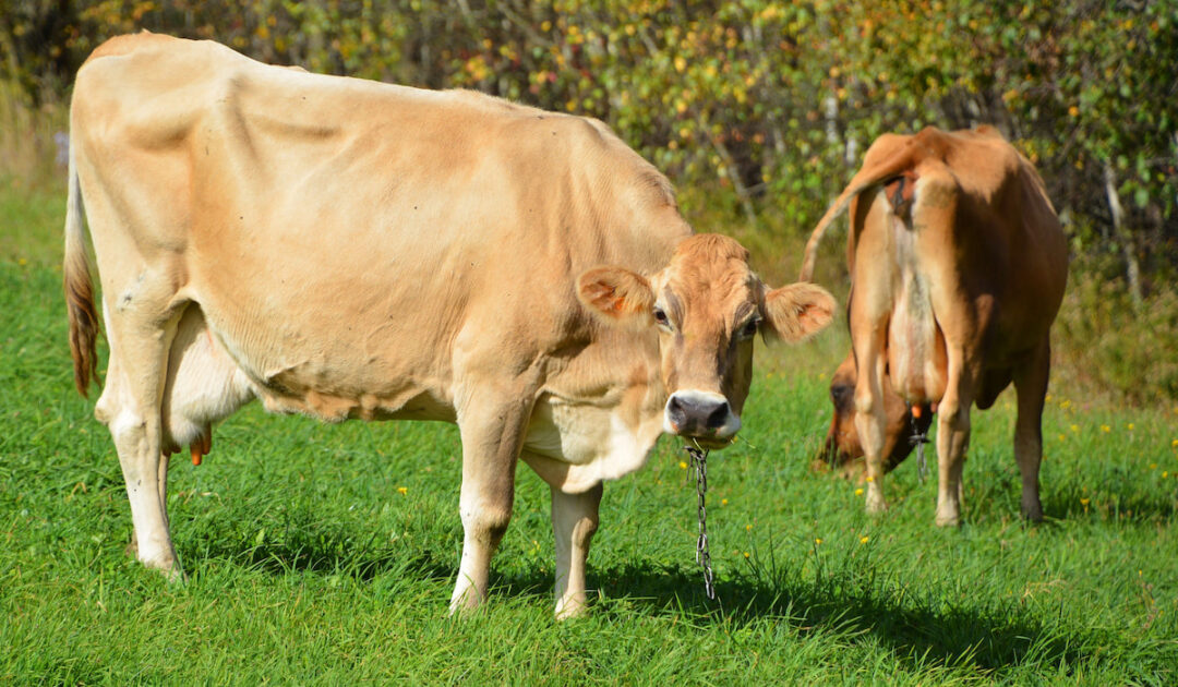 Cow Breeds (Ultimate Guide) - Farmhouse Guide