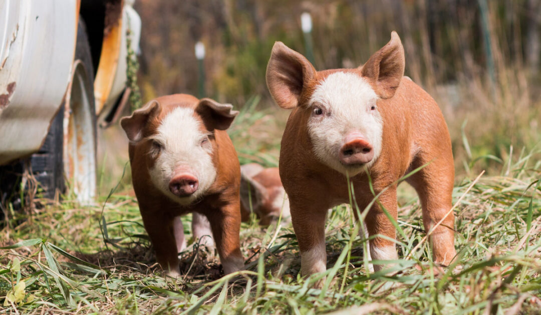 Best Pig Breeds for Meat - Farmhouse Guide