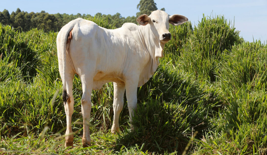 African Cattle Breeds - Farmhouse Guide
