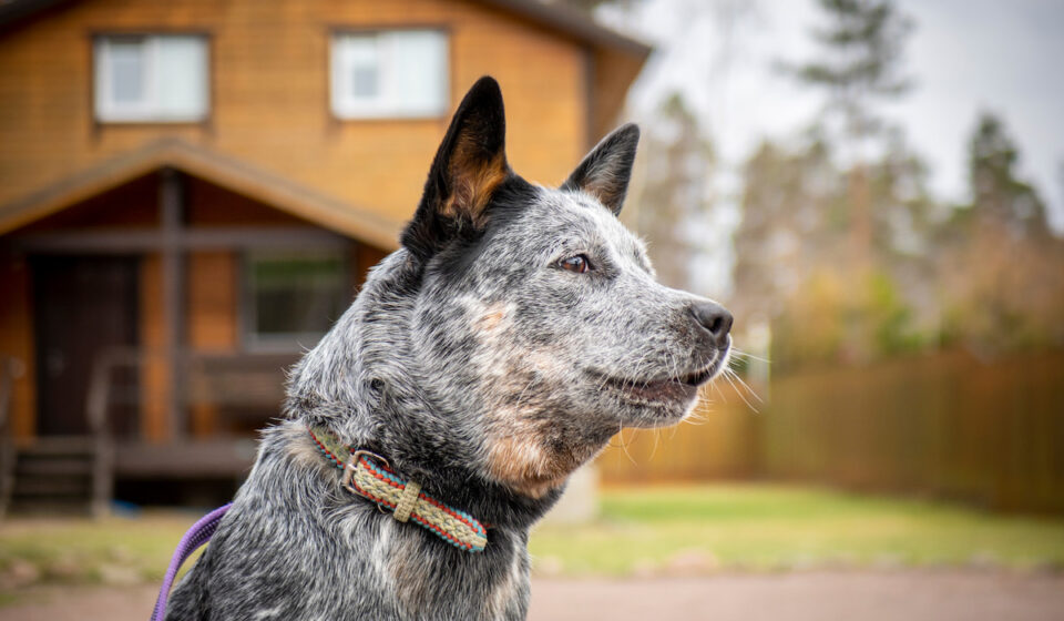 19 Cattle Dog Breeds - Farmhouse Guide