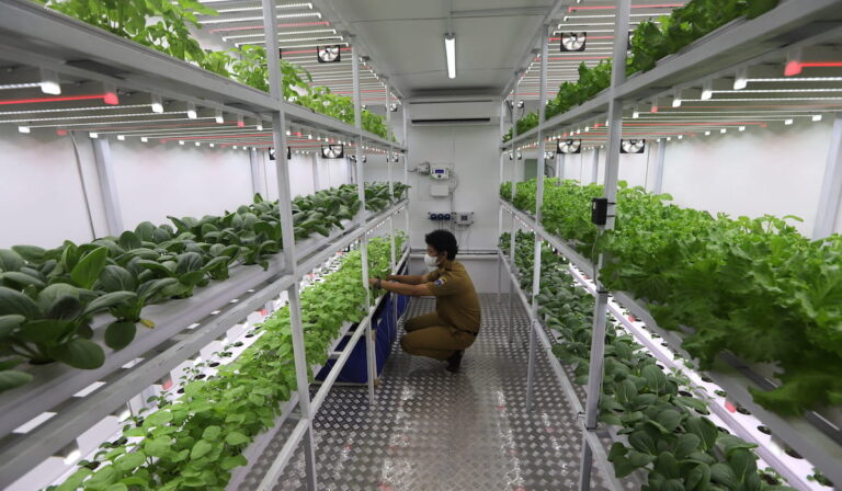 Common Types of Urban Farming - Farmhouse Guide