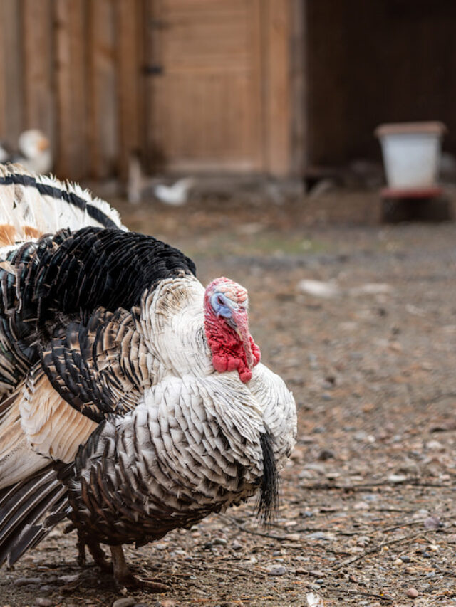 Ultimate Guide to Raising Turkeys - Farmhouse Guide