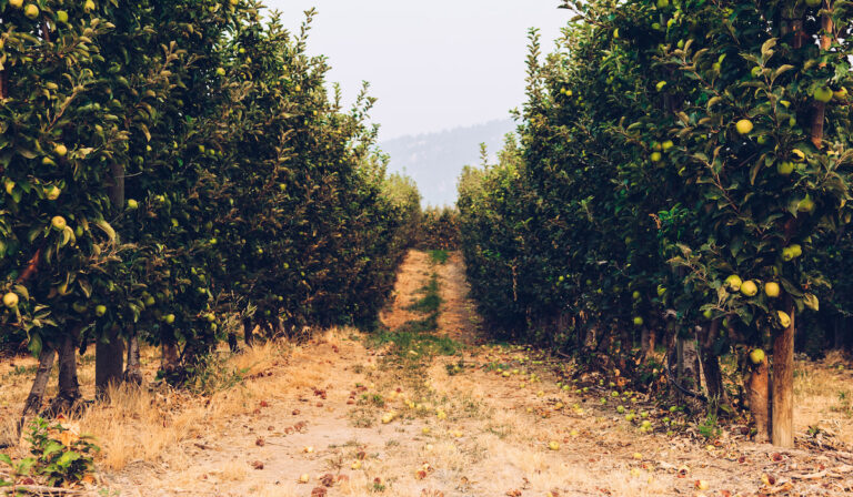 5 Types of Orchards - Farmhouse Guide