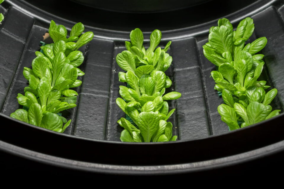 Common Types of Urban Farming - Farmhouse Guide