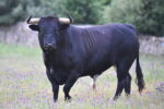 How Old Does a Cow Have to Be to Breed? - Farmhouse Guide