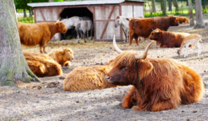 Scottish Cattle Breeds - Farmhouse Guide