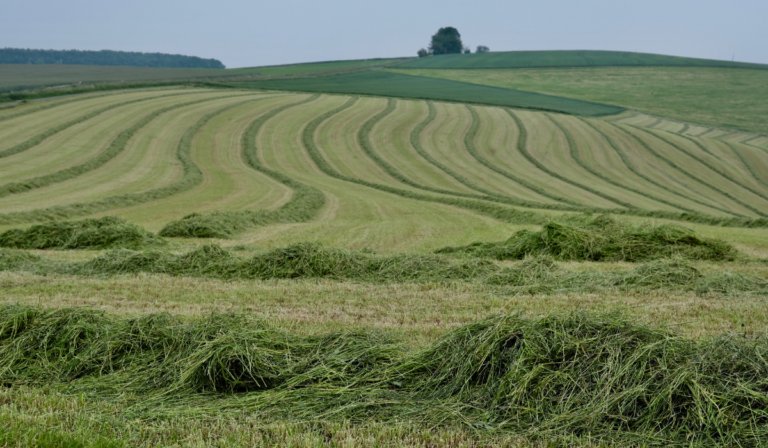 15 Types Of Hay For Cows Farmhouse Guide