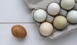 How to Tell if an Egg Is Bad - Farmhouse Guide