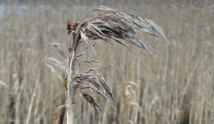 15 Types of Hay for Cows - Farmhouse Guide