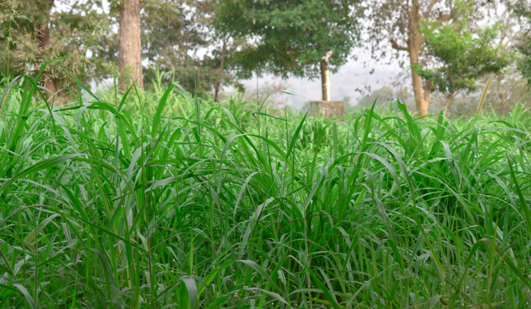 15 Types of Hay for Cows - Farmhouse Guide