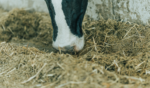 15 Types of Hay for Cows - Farmhouse Guide
