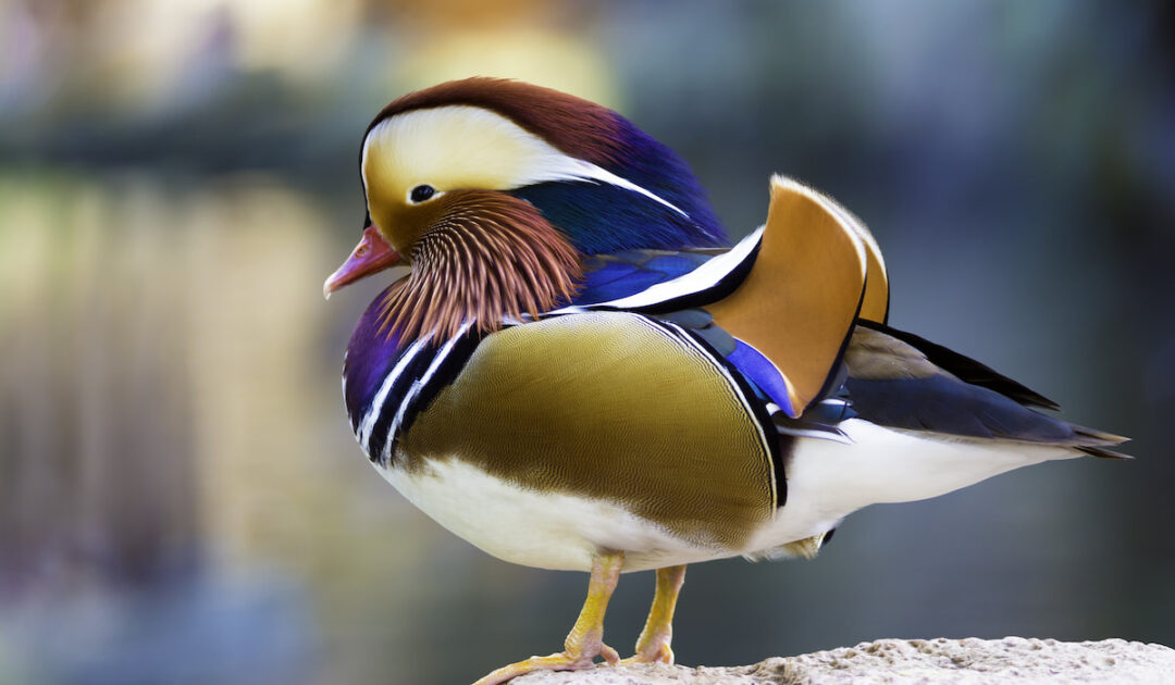 23 Types of Waterfowl - Farmhouse Guide