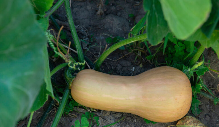 How to Tell If Butternut Squash Is Bad? - Farmhouse Guide